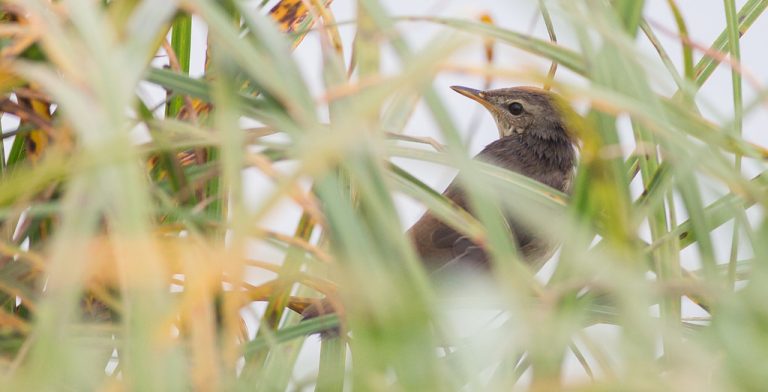 Middendorff's Grasshopper-Warbler - St. Paul Island Tour