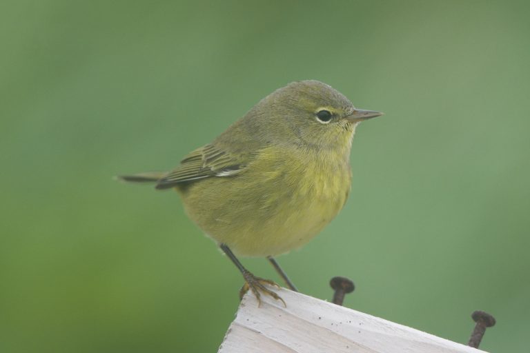 Orange-crowned Warbler - St. Paul Island Tour