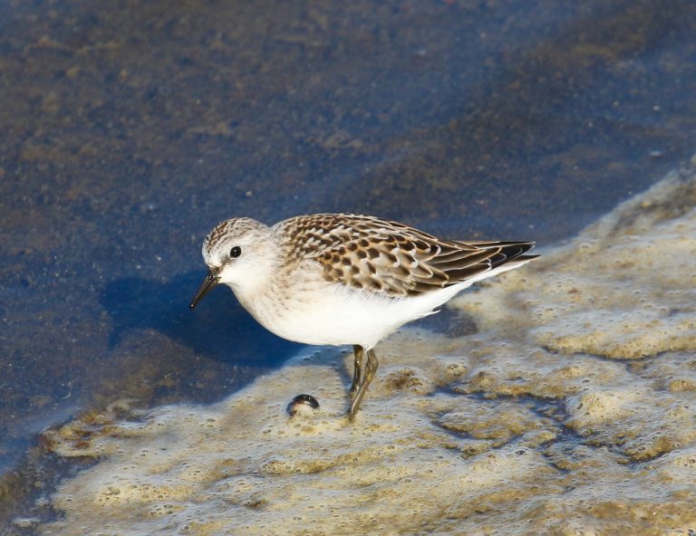 Red-necked Stint - St. Paul Island Tour