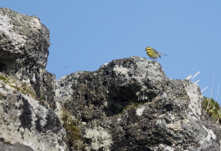 Townsend's Warbler - St. Paul Island Tour