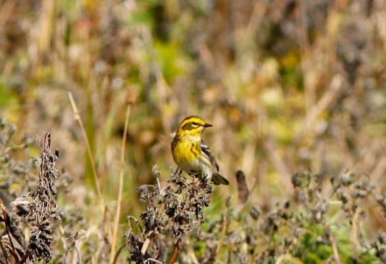 Townsend's Warbler - St. Paul Island Tour